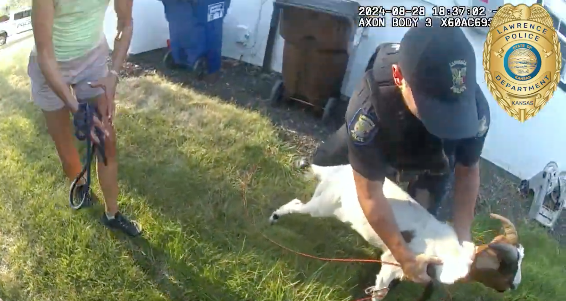 Lawrence police catch goat that’s been on the loose | News, Sports ...